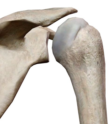 肩関節の機能解剖①～肩の特徴と肩甲上腕リズム～｜imok Academy