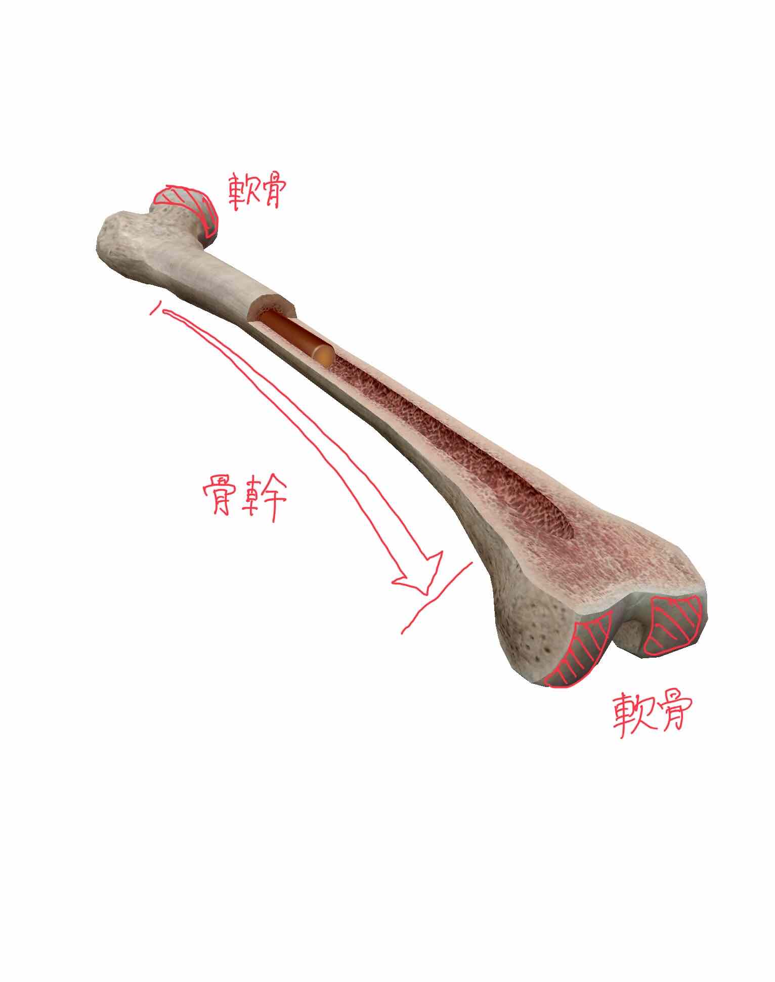 骨の生理学について｜imok Academy