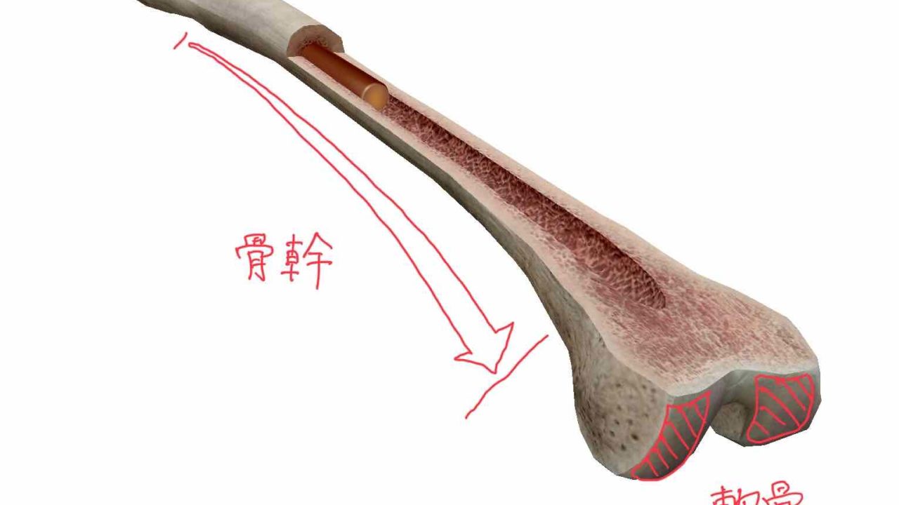 骨の生理学について｜imok Academy