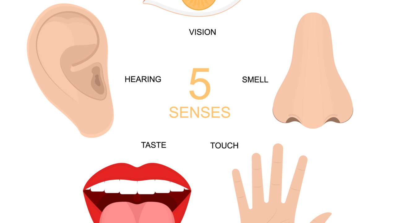 感覚器とは？｜体性感覚と内臓感覚｜imok Academy