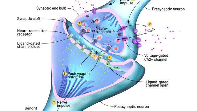 神経系と感覚器のしくみ｜imok Academy