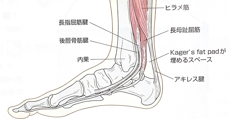 関節運動と脂肪組織｜imok Academy